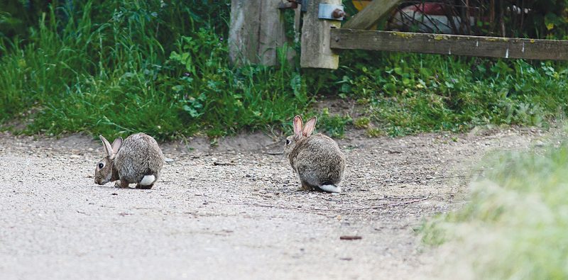 Protecting your vegetable garden from pesky rabbits | News, Sports ...